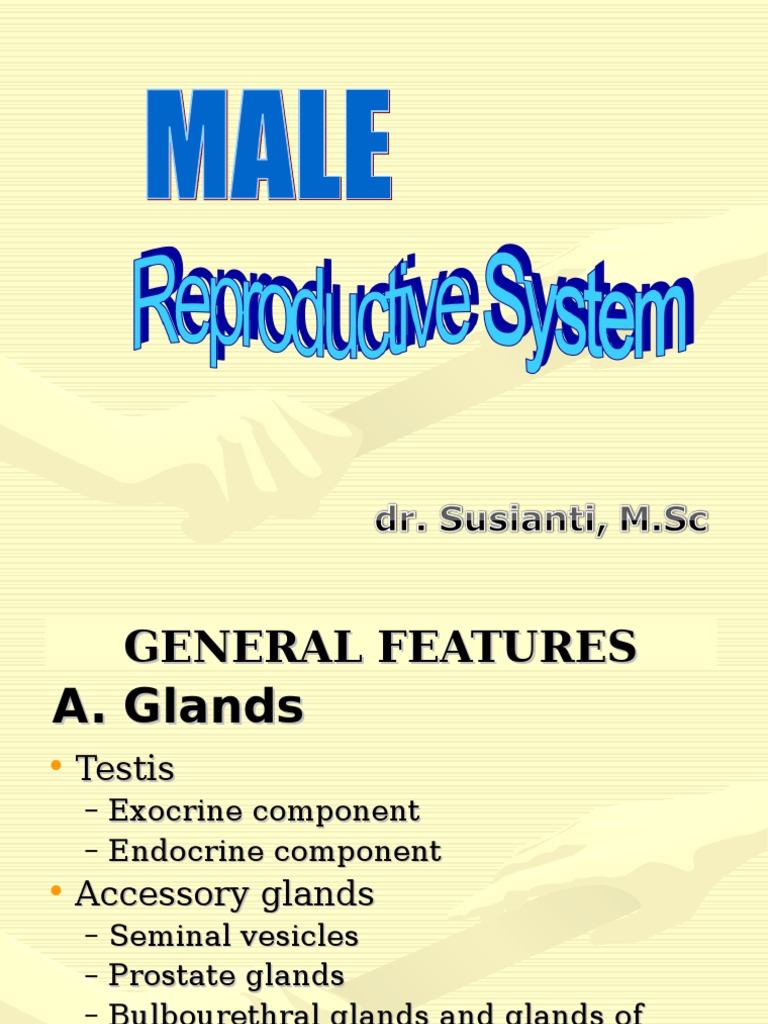 Male Reproductive System | PDF | Prostate | Male Mammals