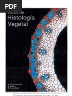 Atlas Anatomia Vegetal | Flores | Hoja