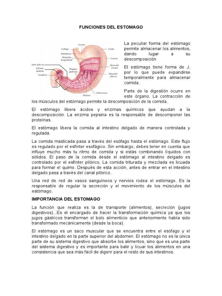 Funciones Del Estomago | Estómago | Cerebro
