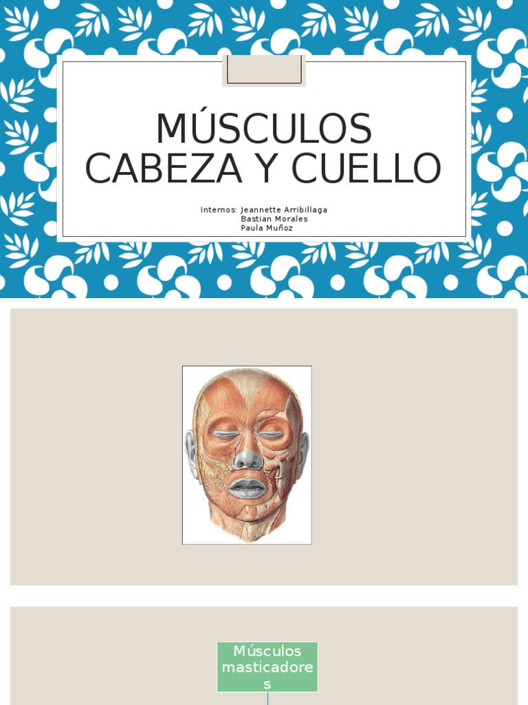 Músculos Cabeza y Cuello | PDF | Rasgos faciales | Órganos sensoriales