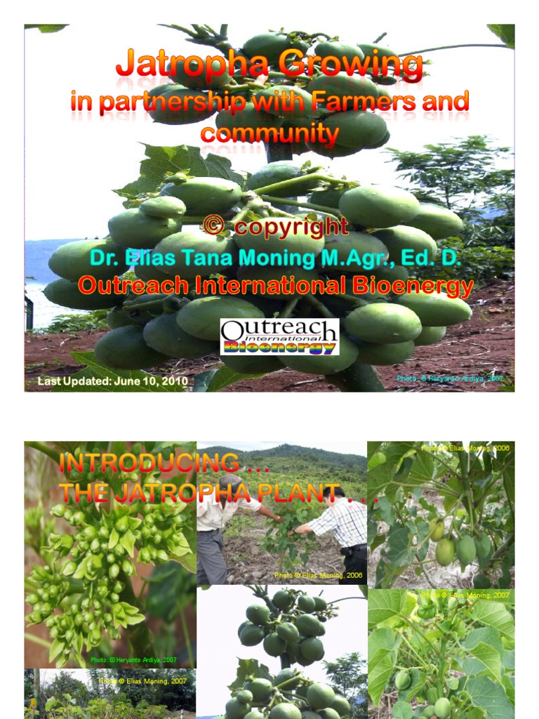 Jatropha Outreach International Presentation | PDF | Diesel Engine ...
