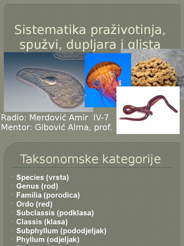 1sistematika Praživotinja, Spužvi, Dupljara I Glista | PDF