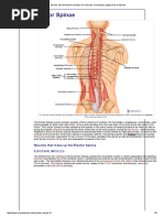 Understanding SIJ: Form and Force Closure | PDF | Pelvis | Vertebral Column