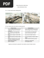 Anatomi Tikus | PDF | Ilmu Sosial | Kajian Bahasa Asing