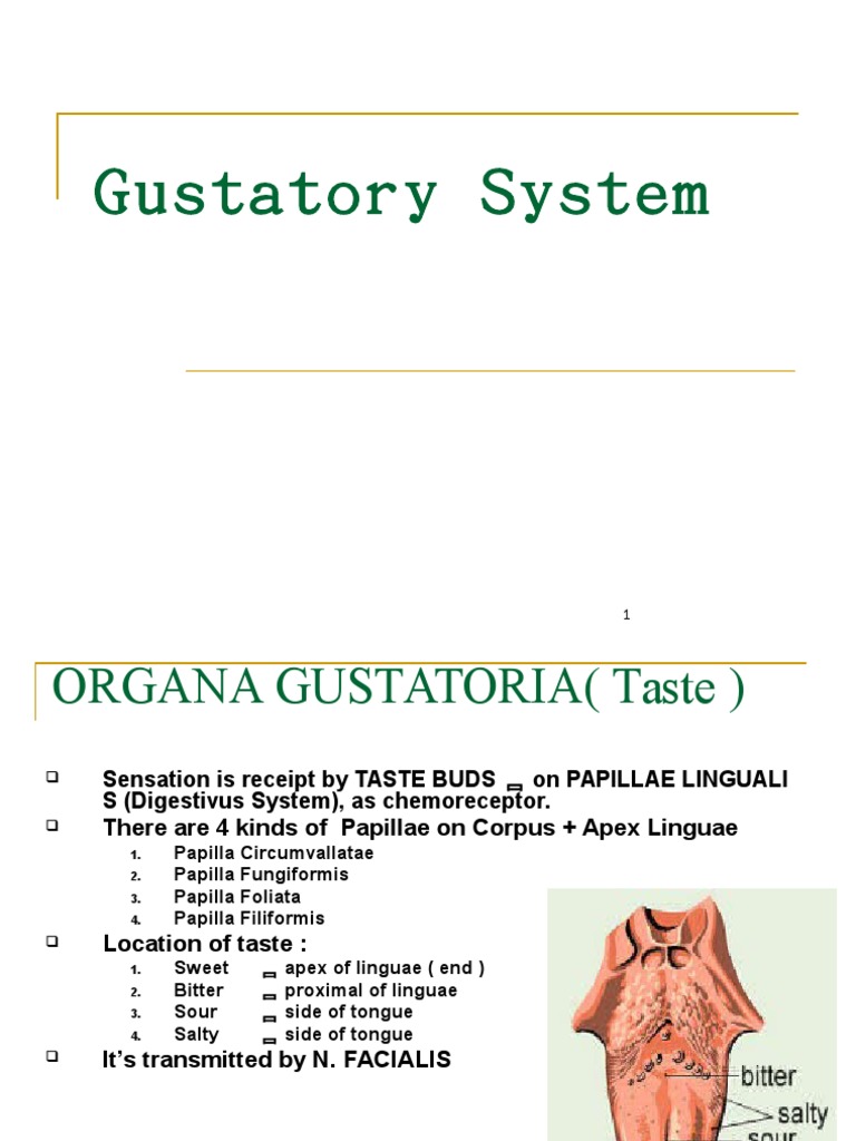 Gustatory System | PDF | Tongue | Human Anatomy