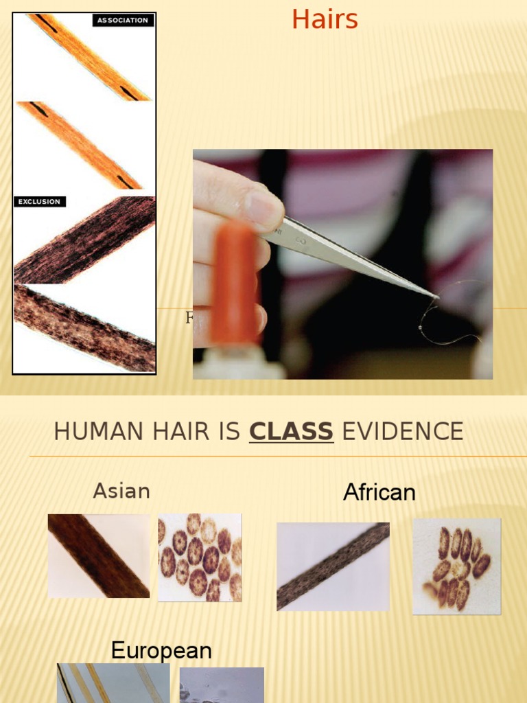 Hair | PDF | Hair | Human Hair