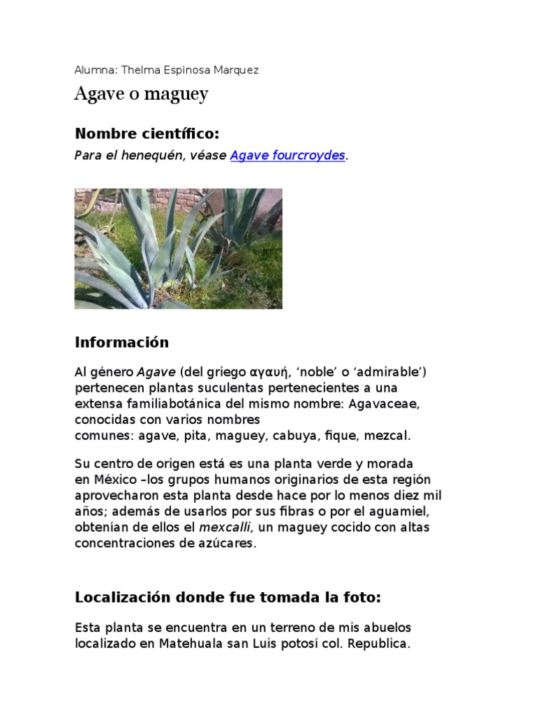 Información sobre el Maguey en México | PDF
