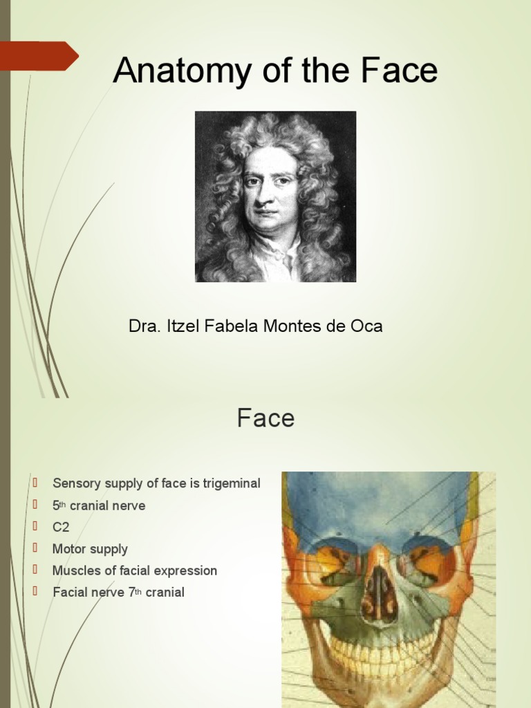 Anatomy of The Face | PDF | Human Head And Neck | Primate Anatomy