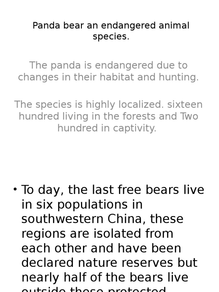 Panda Bear An Endangered Animal Species | PDF