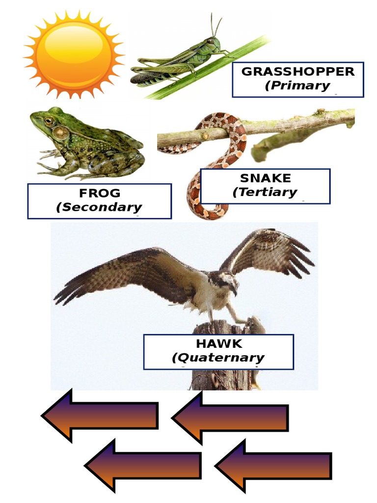 Food Chain | PDF