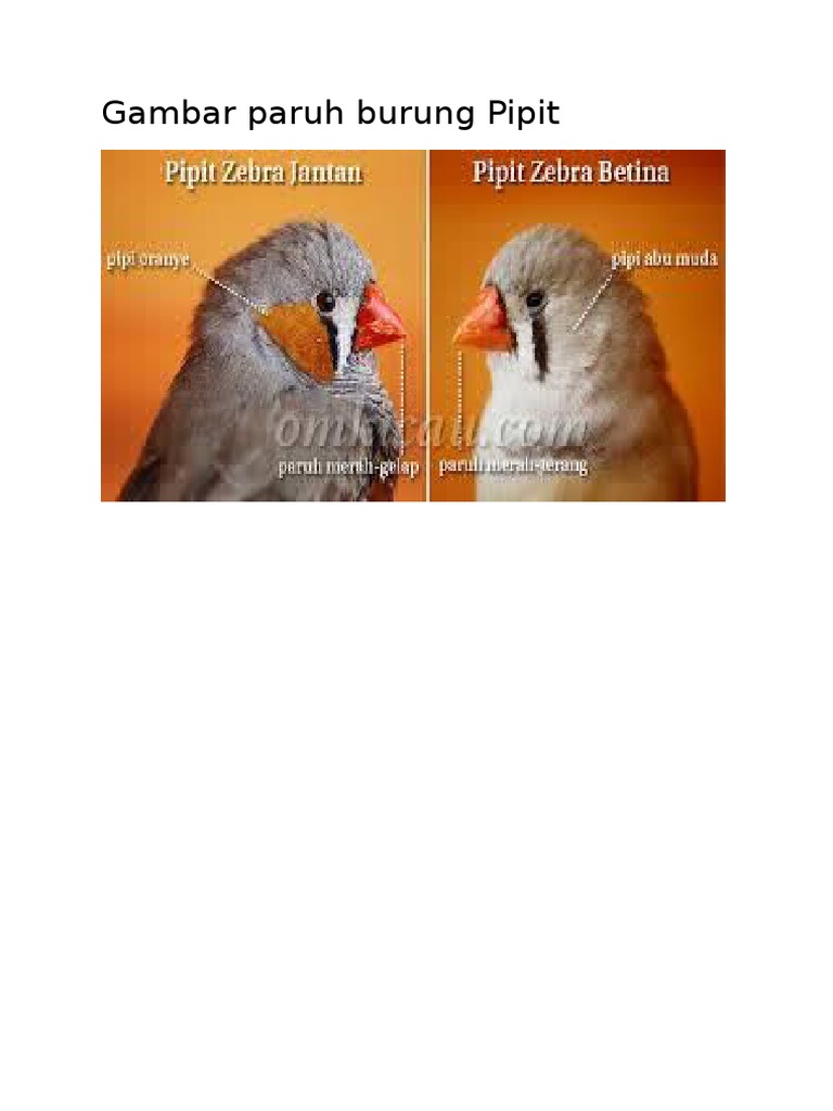 Gambar Paruh Burung Pipit | PDF
