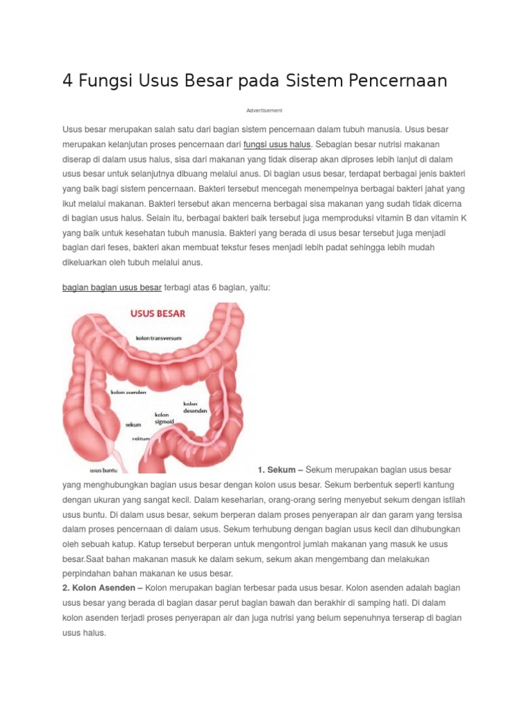 Fungsi Usus Besar | PDF