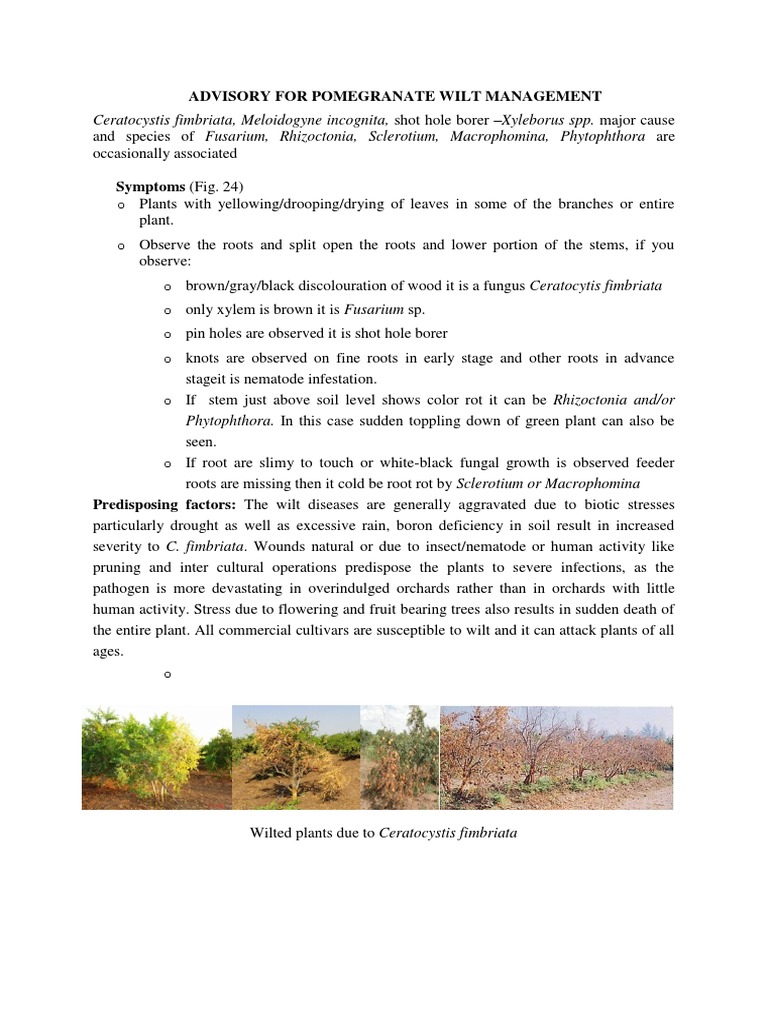 3.wilt Management Advisory in Pomegranate | PDF | Root | Soil