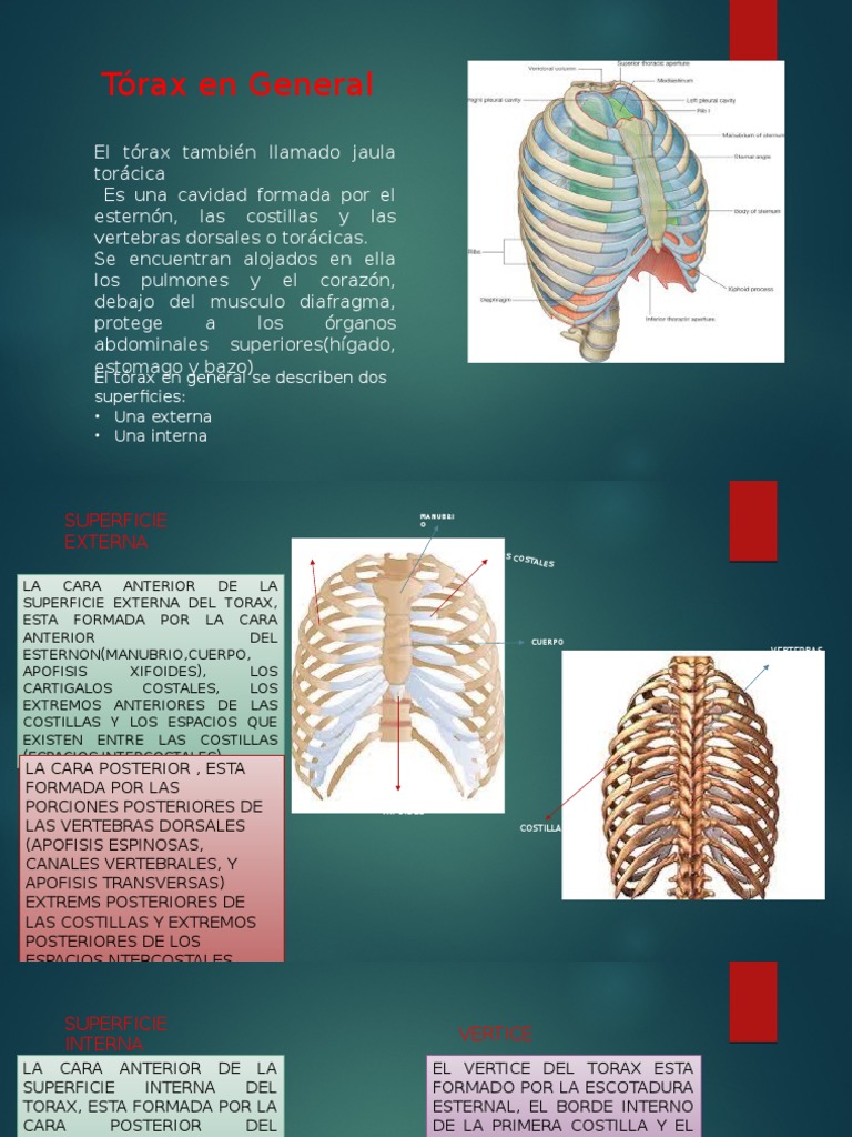 Anatomía del Tórax y sus Estructuras | PDF