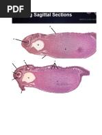 External Anatomy of the Frog | PDF | Vertebra | Peritoneum