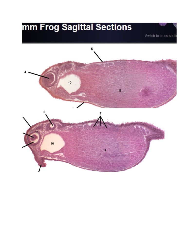 4 MM Frog Embryo Sagittal Sections | PDF
