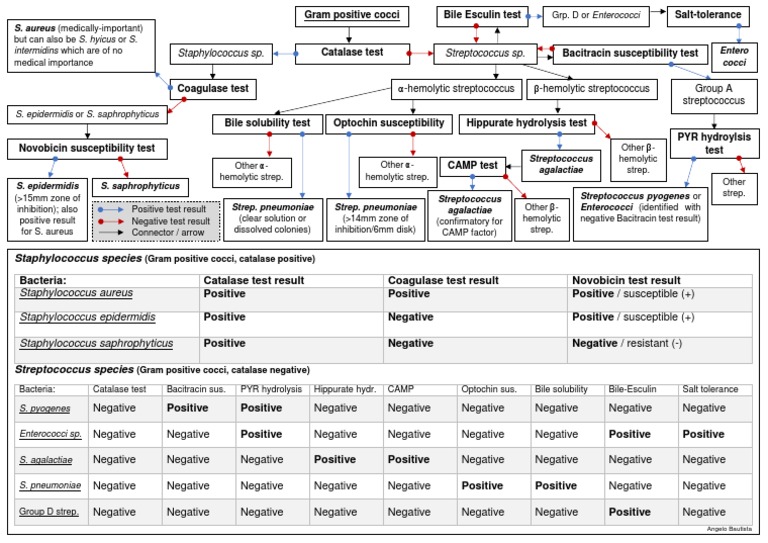 Gram Positive Cocci Biochem Tests | PDF | Staphylococcus | Streptococcus