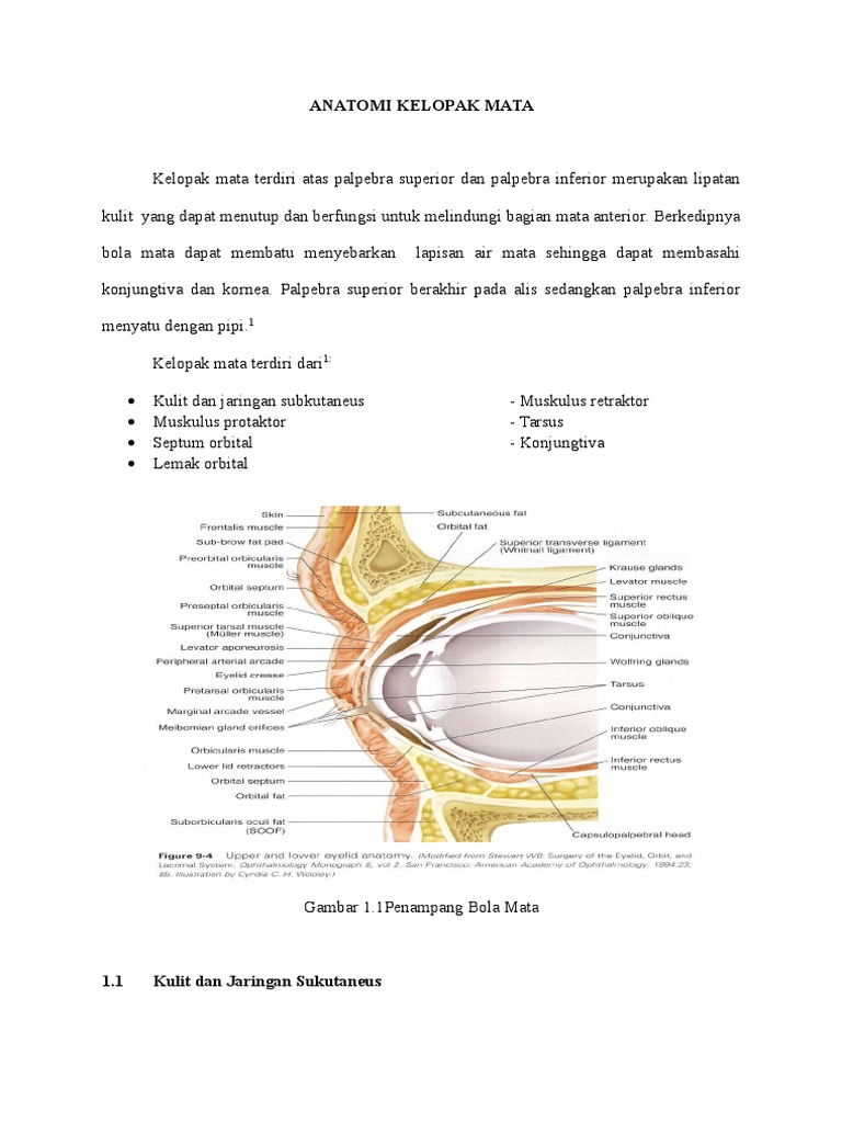 Anatomi Kelopak Mata | PDF