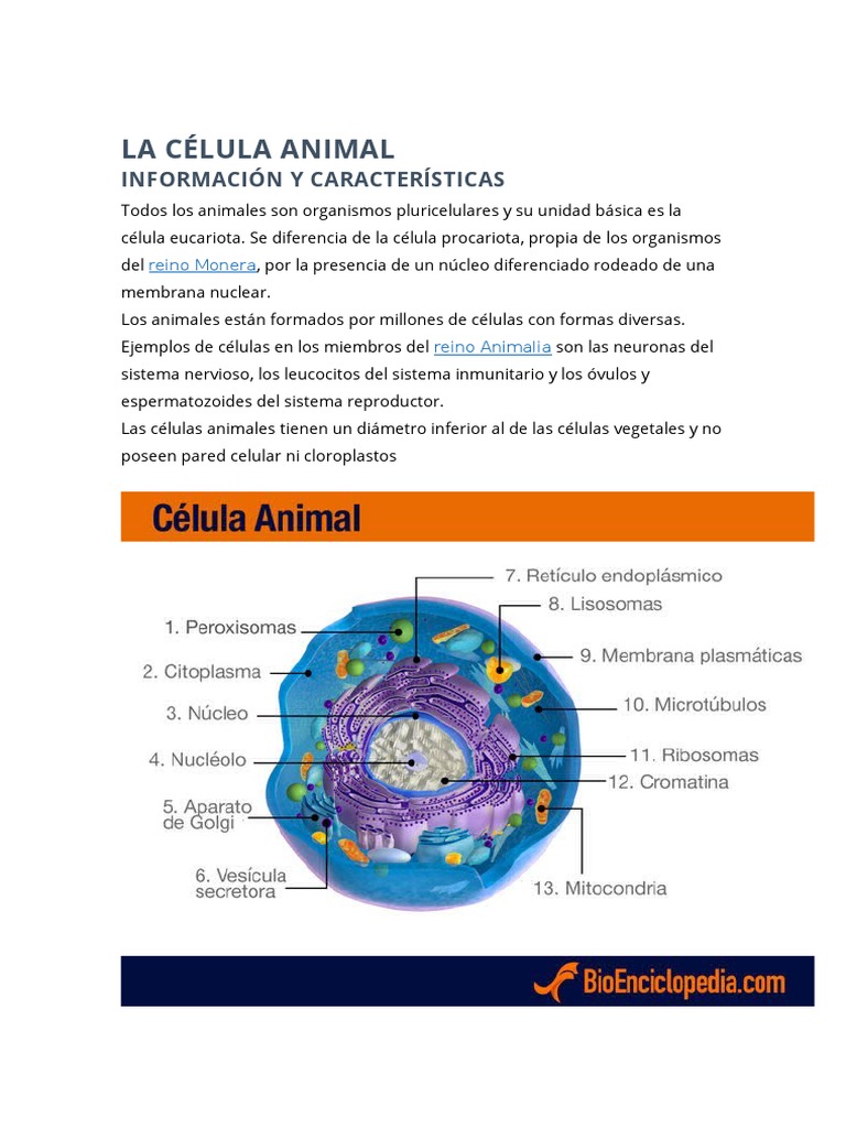 La Célula Animal y Vegetal El Taller | PDF | Citoplasma | Biología Celular)