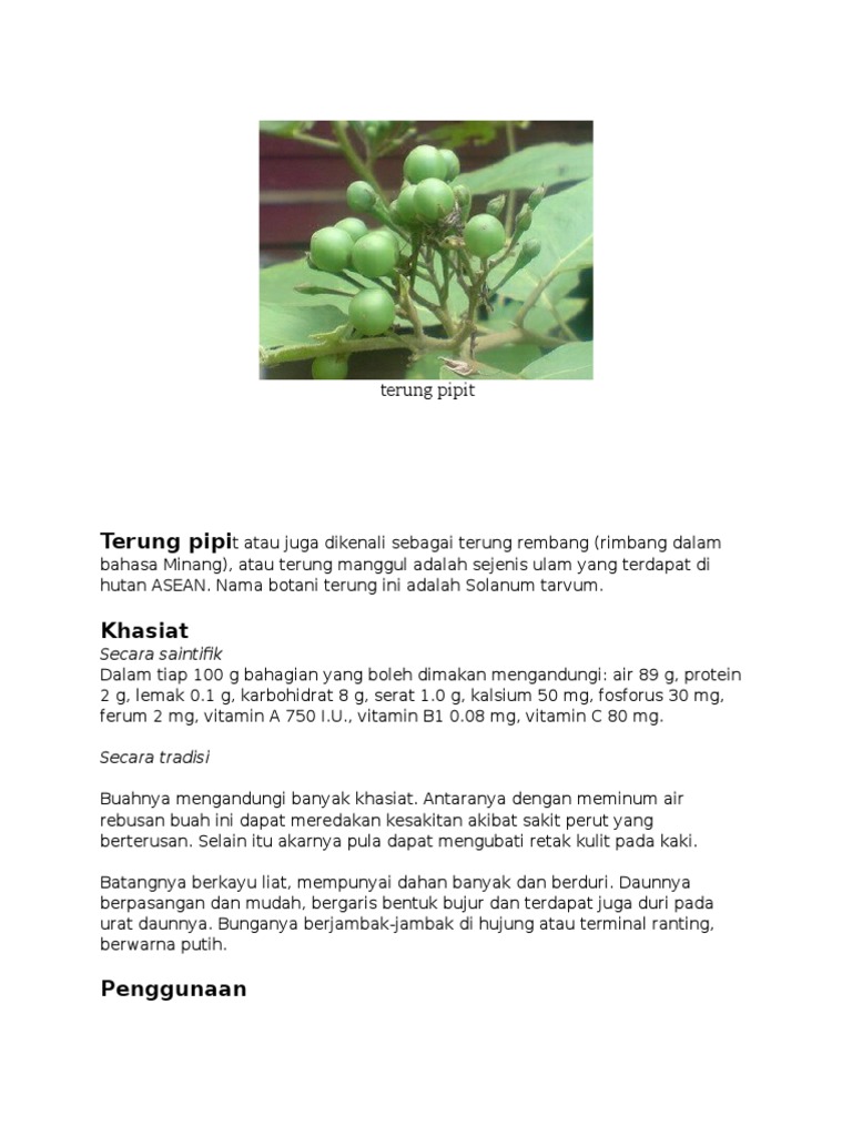 Herba Terung Pipit | PDF