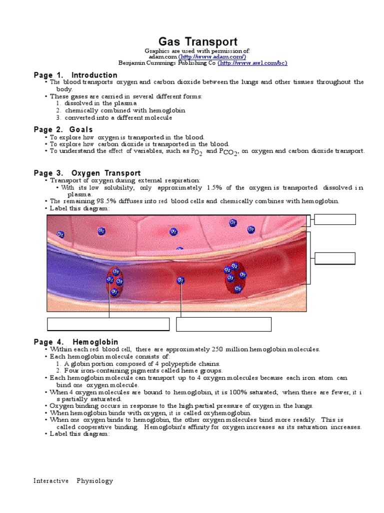Gas Transport | PDF | Hemoglobin | Blood