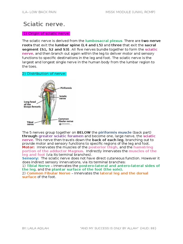 Sciatic Nerve | PDF | Musculoskeletal System | Neurology