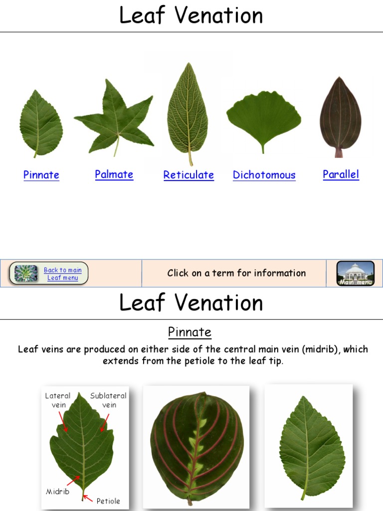 Types of Leaf Venation Explained | PDF | Home & Garden | Science ...