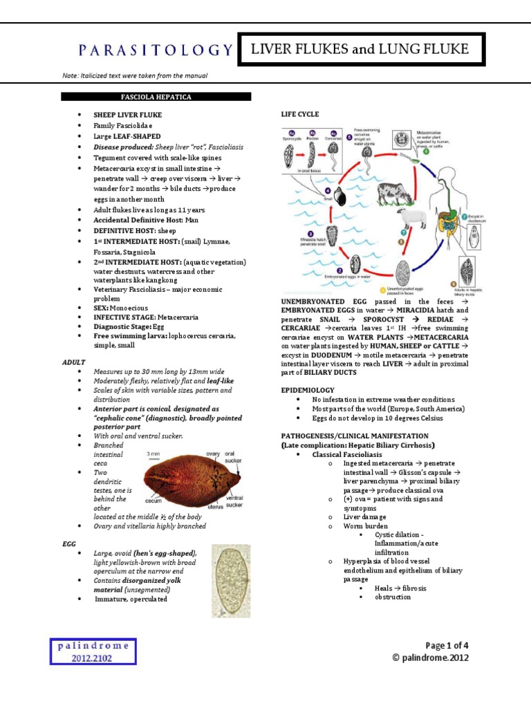 Parasitology Lecture 15 - Liver Flukes and Lung Fluke | PDF | Liver ...