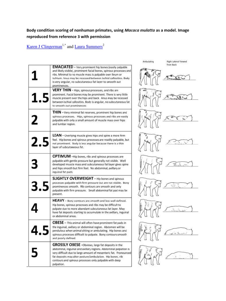 Body Condition Scoring | PDF