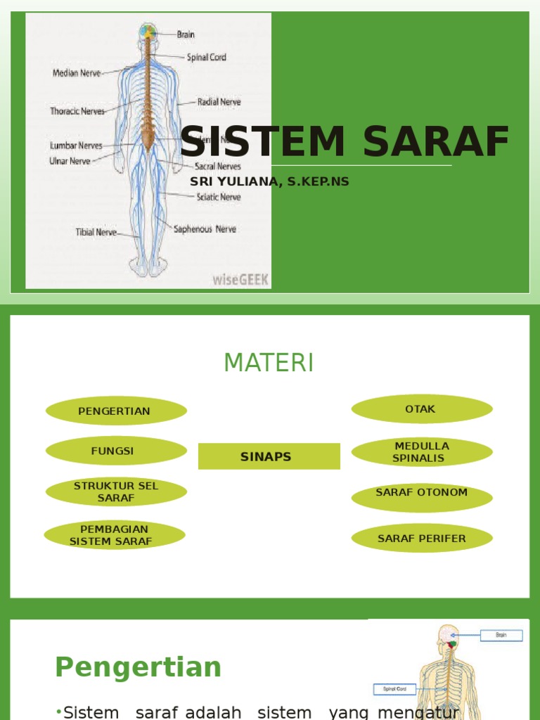 Pembagian dan Fungsi Sistem Saraf | PDF