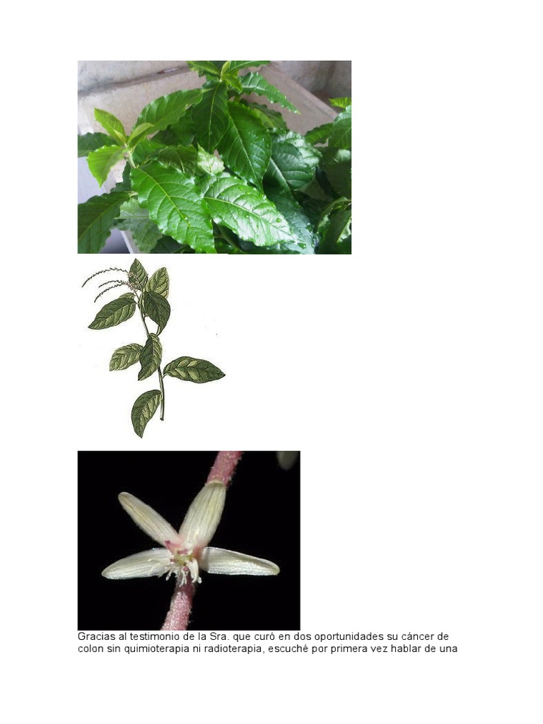 Planta de Mapurite | PDF | Américas | Artritis