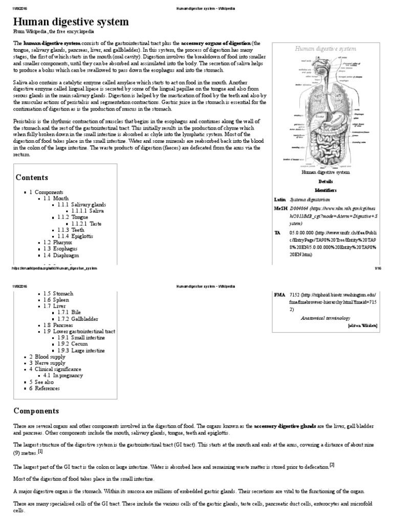 Human Digestive System - Wikipedia | Download Free PDF | Human ...