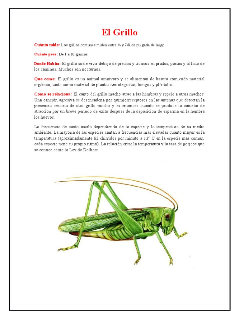 Grillo | PDF