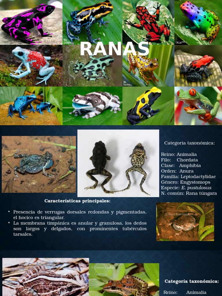 RANAS | PDF | Rana | Anfibio