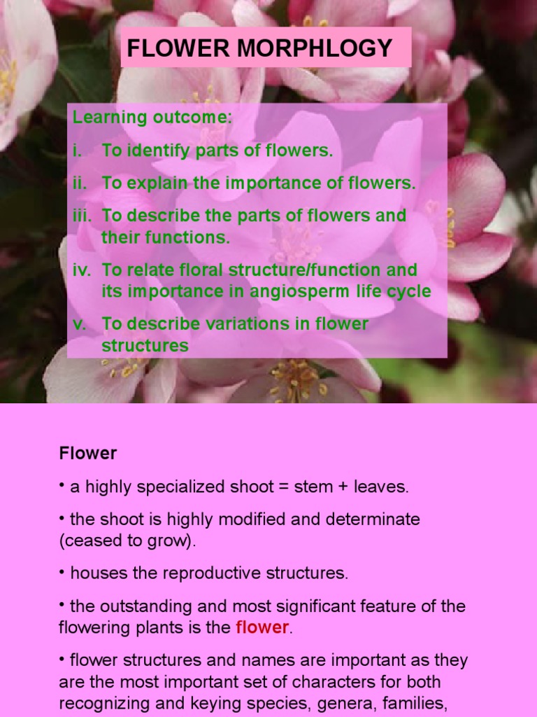 Lecture 5 Flower Morphology | PDF | Flowers | Petal