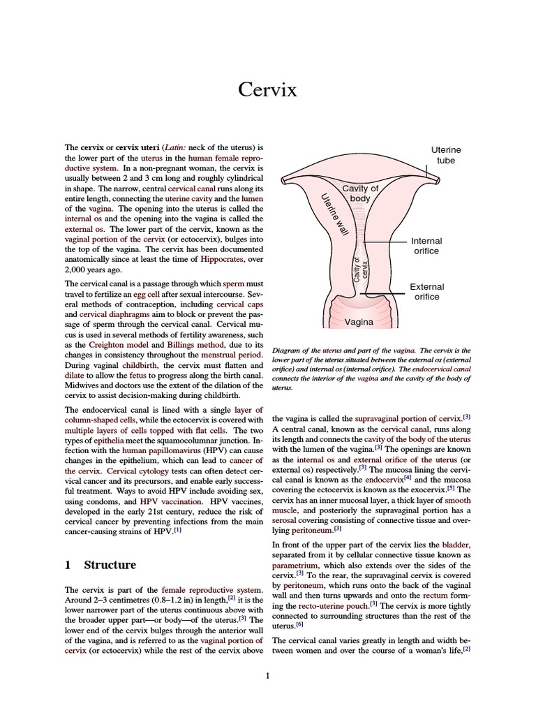 Cervix: 1 Structure | PDF | Female Mammals | Reproduction