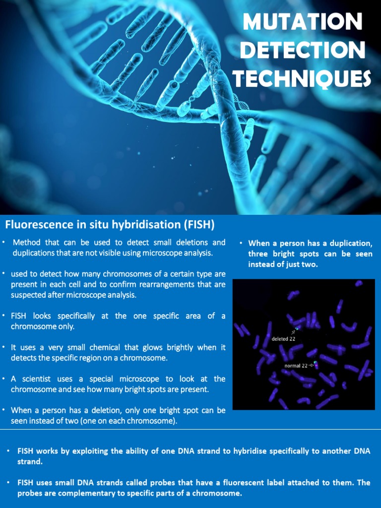 FISH Analysis | PDF | Fluorescence In Situ Hybridization | In Situ ...