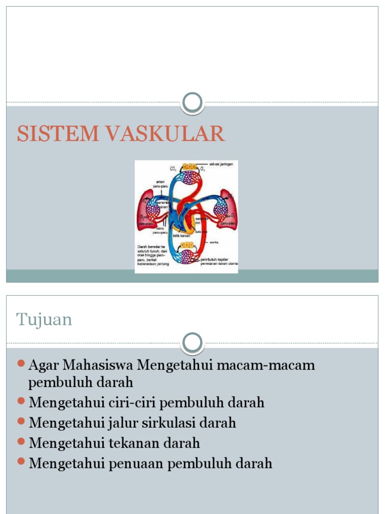Memahami Sistem Vaskular Manusia | PDF
