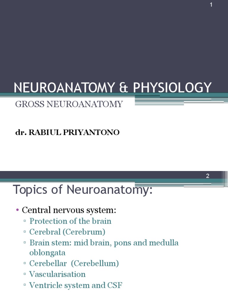 Neuroanatomy & Physiology | PDF | Brainstem | Cerebrum
