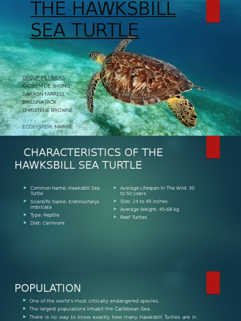 Hawksbill Sea Turtle: Facts & Conservation | PDF | Sea Turtle | Coral Reef