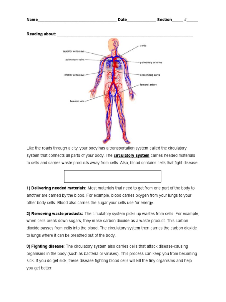 Circulation Worksheet | PDF | Circulatory System | Heart