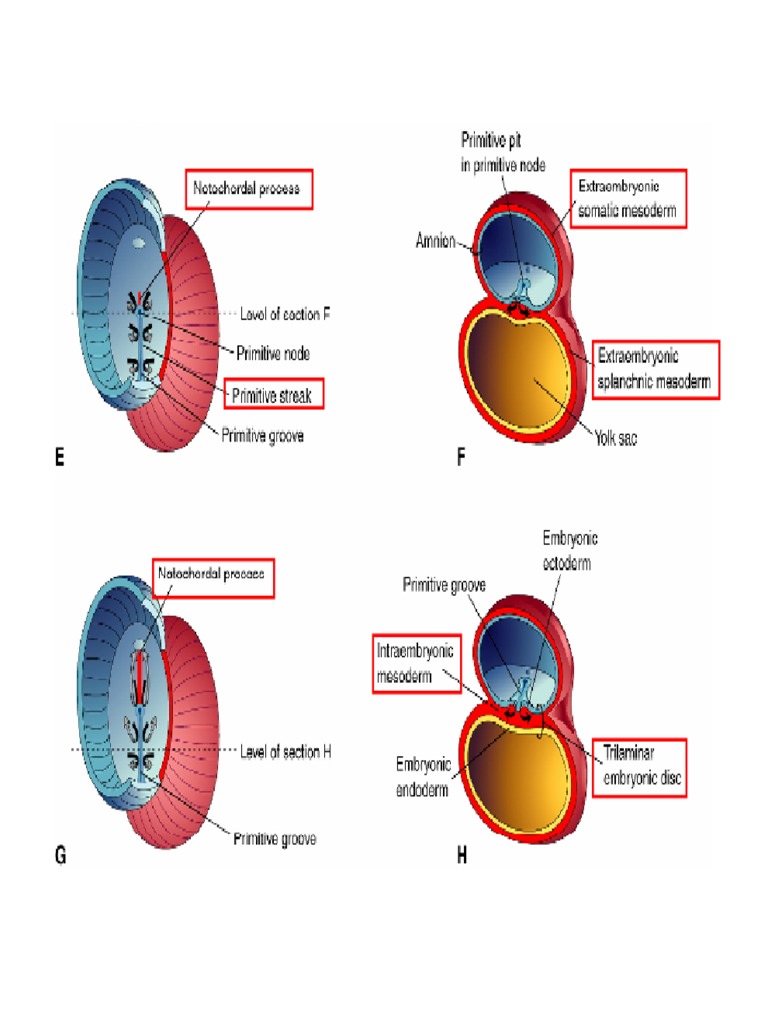 Neurulasi Final | PDF | Sains & Matematika