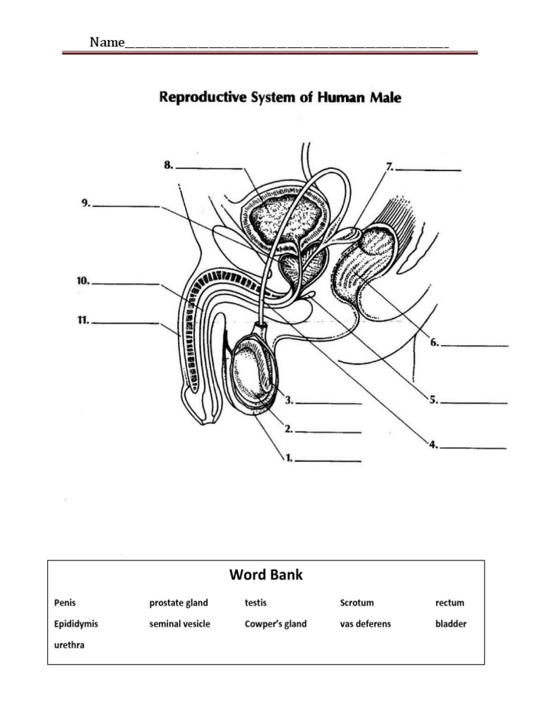 Male Reproductive System - Labeling | PDF | Career & Growth