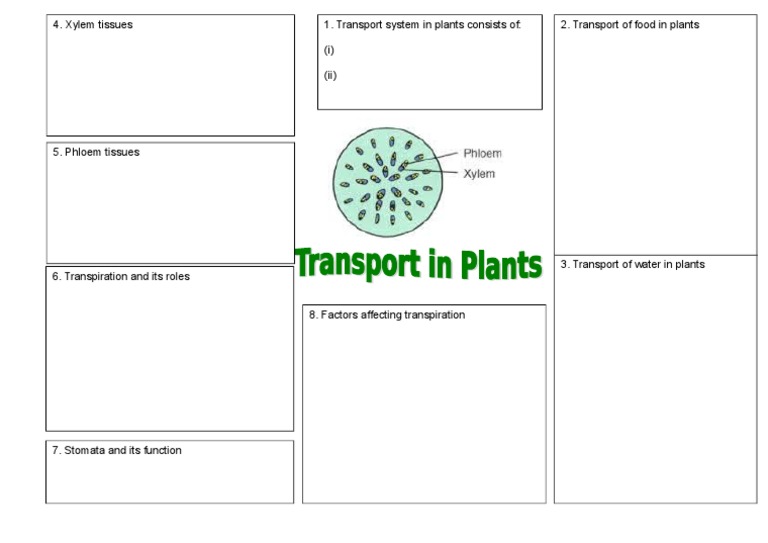 Mind Map - Transport in Plants | PDF