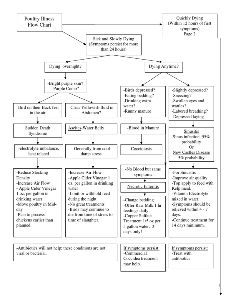 Poultry Illness Flowchart | PDF | Bacteria | Poultry