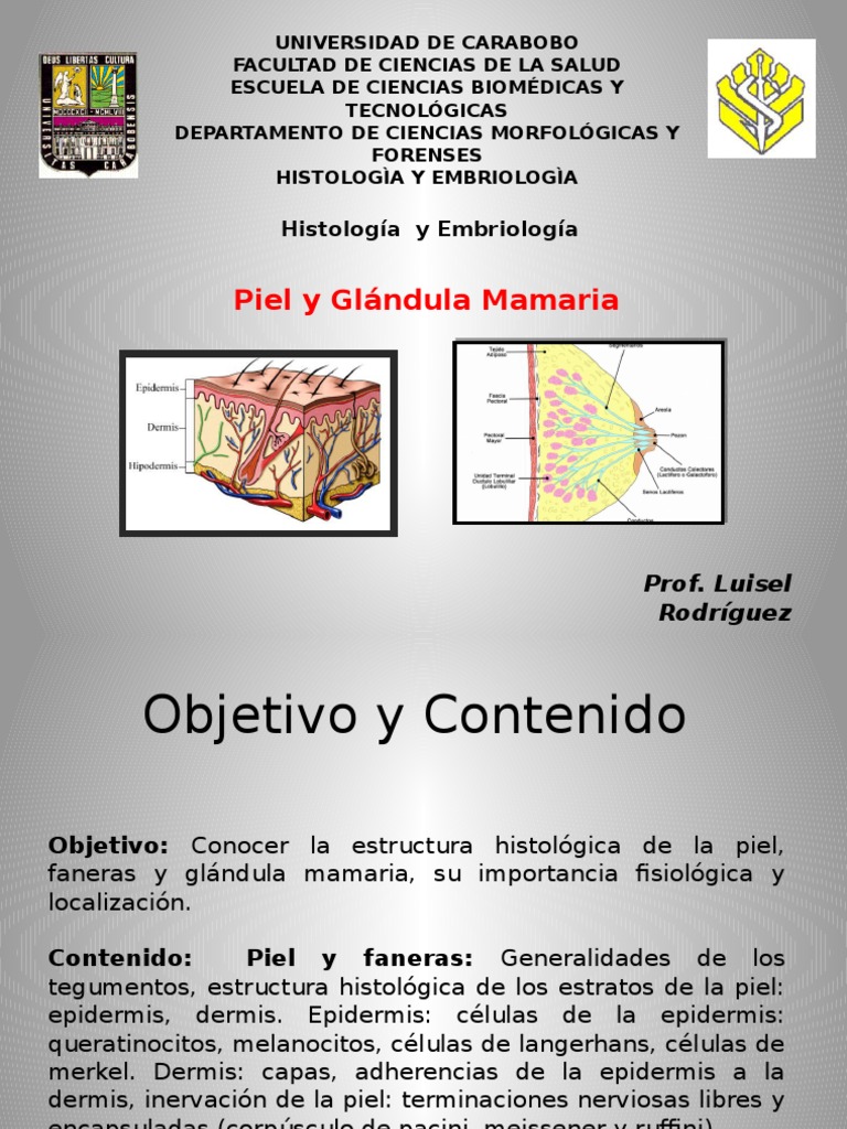Clase Piel y Glandula Mamaria | PDF | Epidermis | Piel