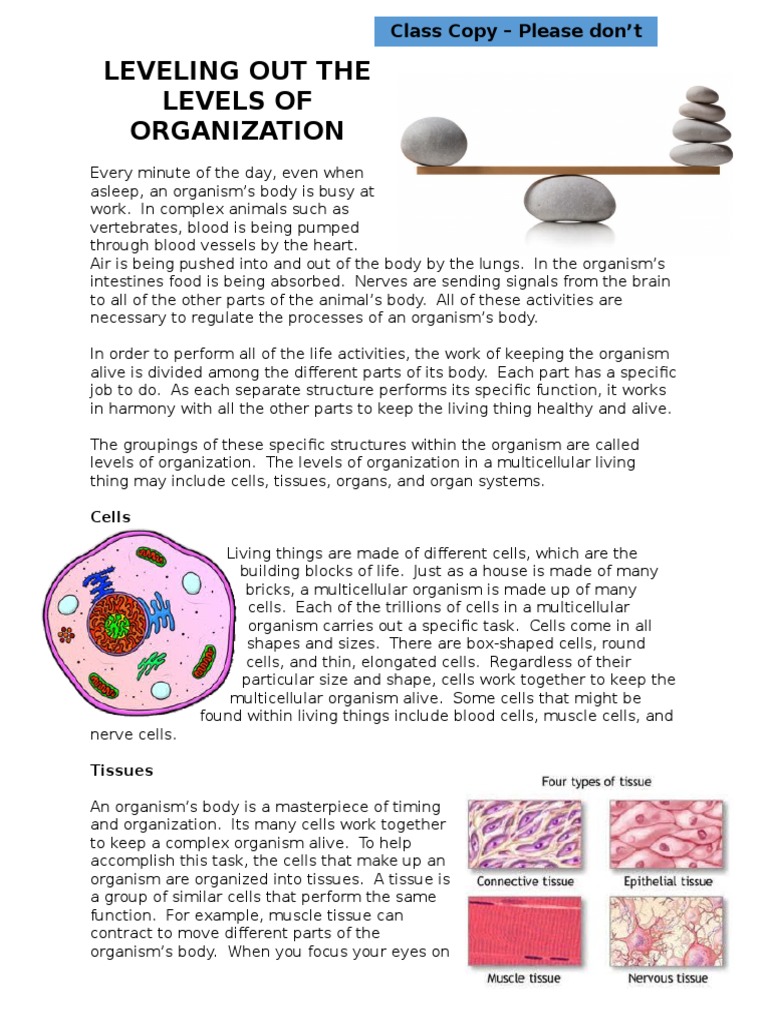 Levels of Organization in Multicellular Life | PDF | Tissue (Biology ...