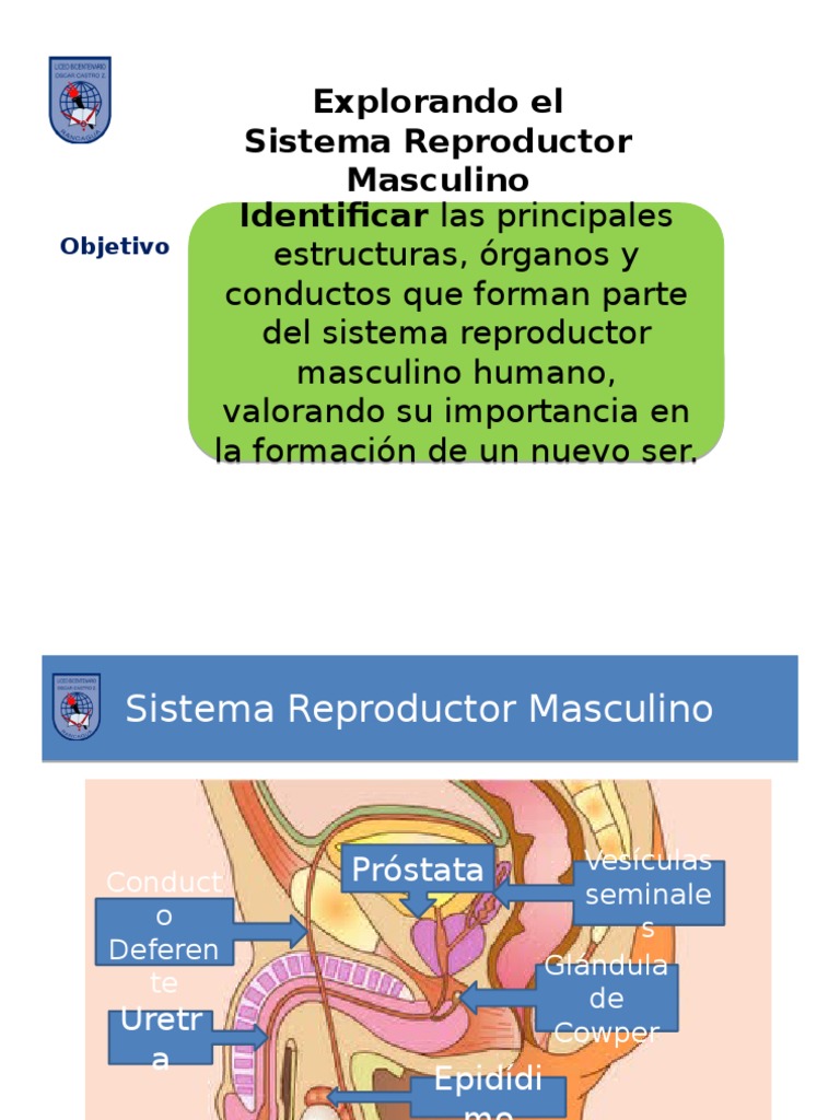 Estructuras del Sistema Reproductor Masculino | PDF | Semen | Testículo