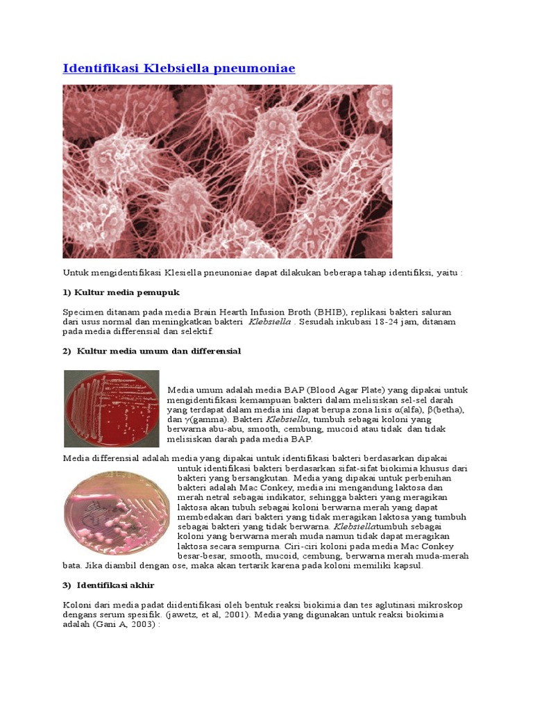 Identifikasi Klebsiella Pneumoniae | PDF