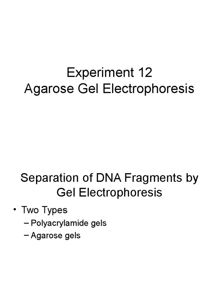 Experiment 12 Agarose Gel Electrophoresis | PDF